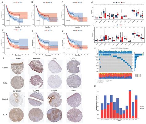 Uncovering The Potential Functions Of Lymph Node Metastasis Associated