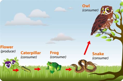 structure and functions of ecosystem biotic components and abiotic
