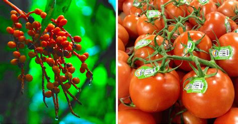 What Fruits And Vegetables Looked Like Before We Domesticated Them