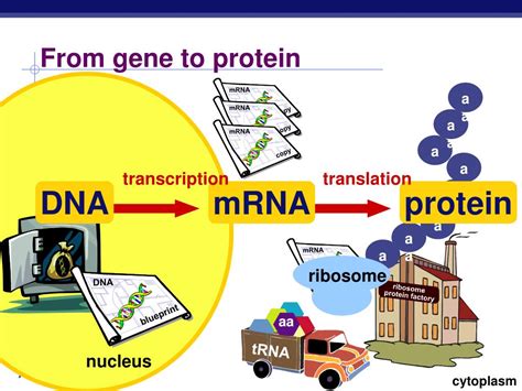 Ppt From Gene To Protein Powerpoint Presentation Free Download Id