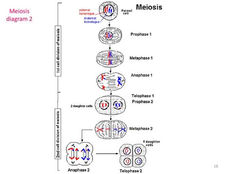 Meiosis Sex Cell Formation Ppt Download