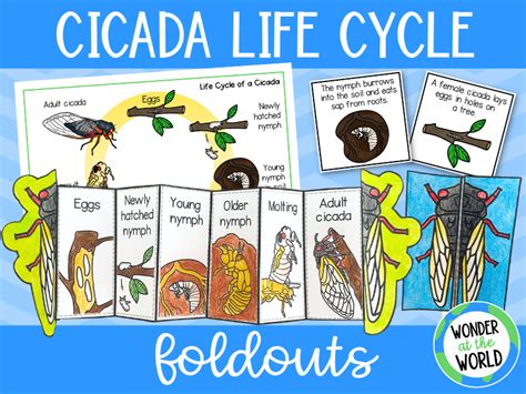 Life Cycle Of A Cicada Foldable Sequencing Activity Differentiated