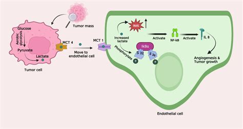 Schematic Representation Of Nf κb Signaling In Cancer Lactate Produced