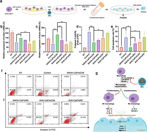 A Schematic Illustration For The Conditioned Culture Of Atdc5 Cells