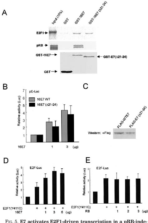 Figure 5 From Human Papillomavirus Type 16 E7 Binds To E2f1 And