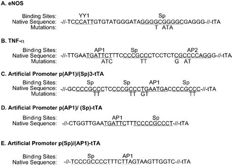 Schematic Of Putative Binding Sites Promoter Sequences And