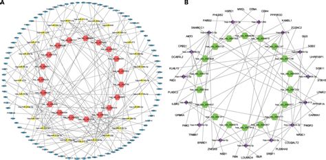 Frontiers Comprehensive Analysis Of Circrna Mirna Mrna Regulatory