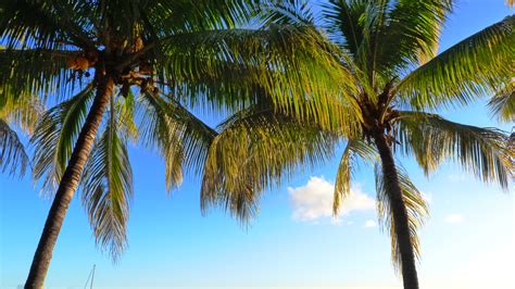 Free Images Branch Sunlight Leaf Summer Palm Trees Tropics