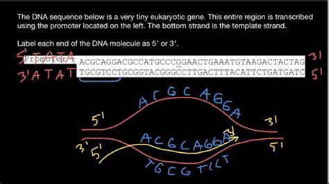 Dna How To Define Which Are 5 And 3 Ends Youtube
