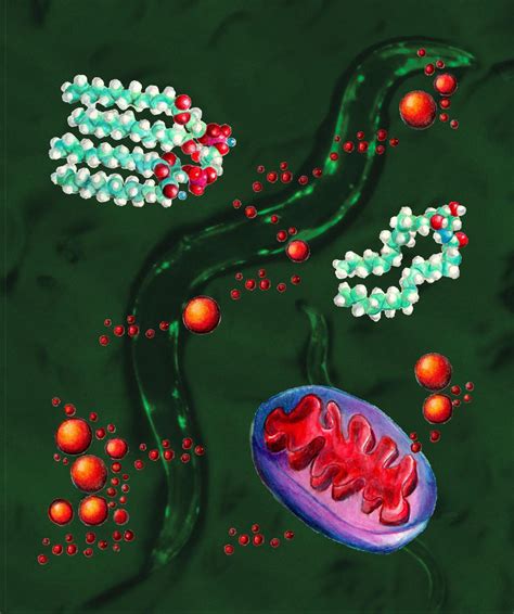 Mitochondria And Lipids [image] Eurekalert Science News Releases