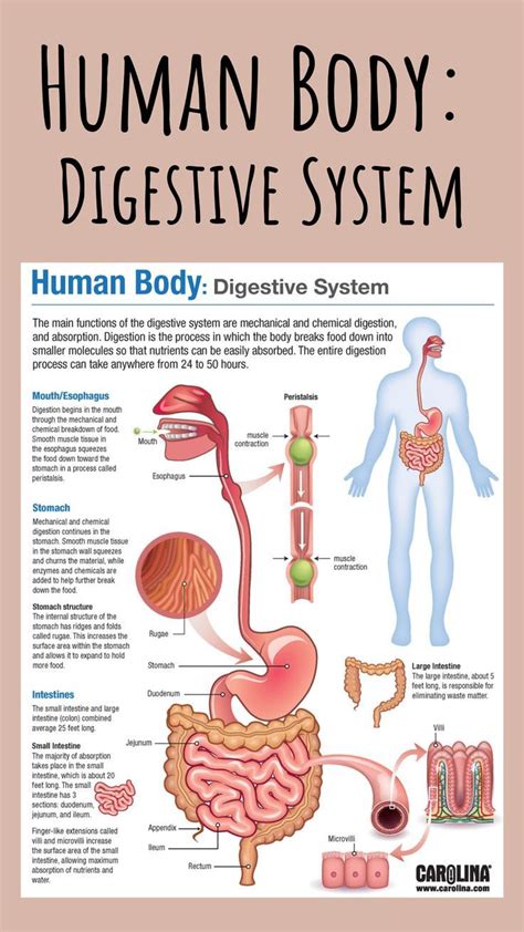 Teaching About The Digestive System Human Anatomy And Physiology