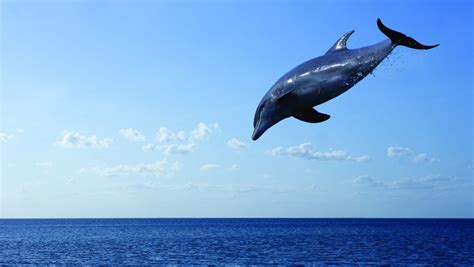 Sexually Frustrated Dolphin Gives French Town The Willies