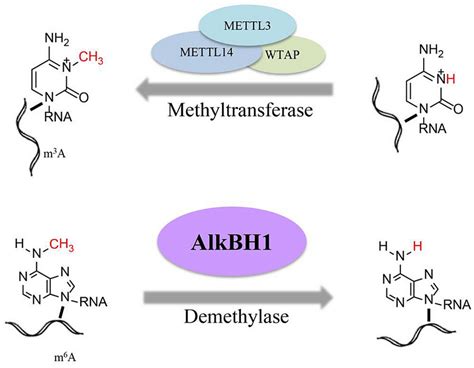 Overview Of The Distinct Pattern Of 3 Methyladenine M3a And
