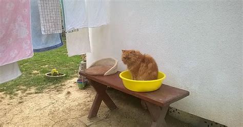 Cat Logic Imgur
