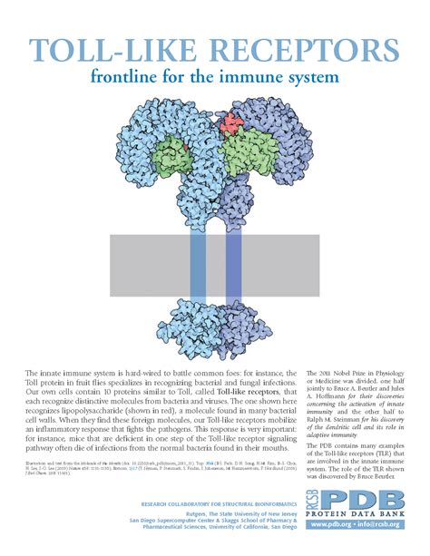 Toll Like Receptor Structure