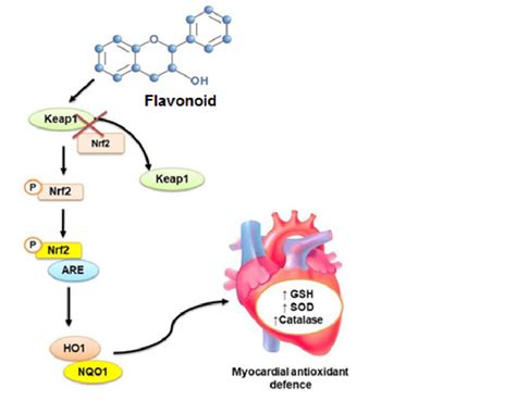 Activation Of Nrf2 Mediated Antioxidant Signaling Cascade By Dietary