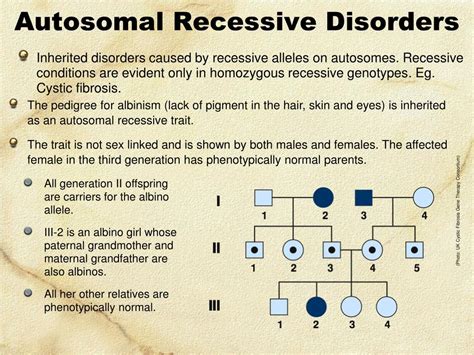 Ppt Linked Genes Sex Linkage And Pedigrees Powerpoint Presentation