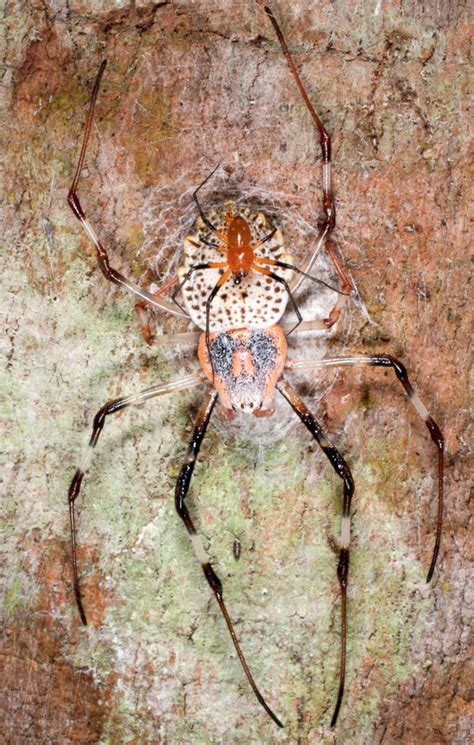 The Ungentle Joy Of Spider Sex Knowable Magazine
