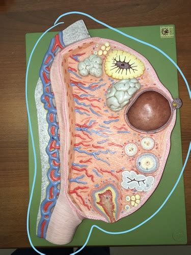 Female Reproductive System Flashcards Quizlet