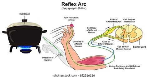 Reflex Arc Diagram Ncert