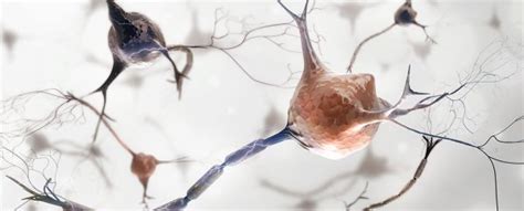 Gender Specific Brain Cells Have Just Been Discovered Inside The Brains