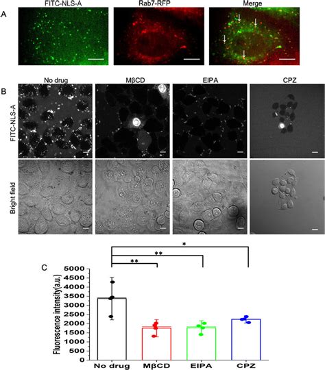 Cellular Uptake Of Nls A Via Multiple Endocytosis Pathways A