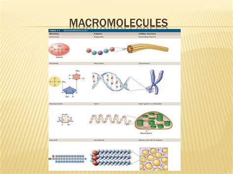 Ppt Macromolecules Of The Human Body Powerpoint Presentation Free
