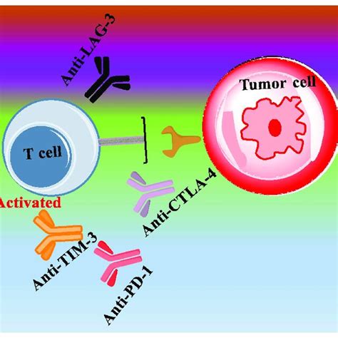 The T Cell Exhaustion Mediated By Immune Checkpoint Protein Pd 1