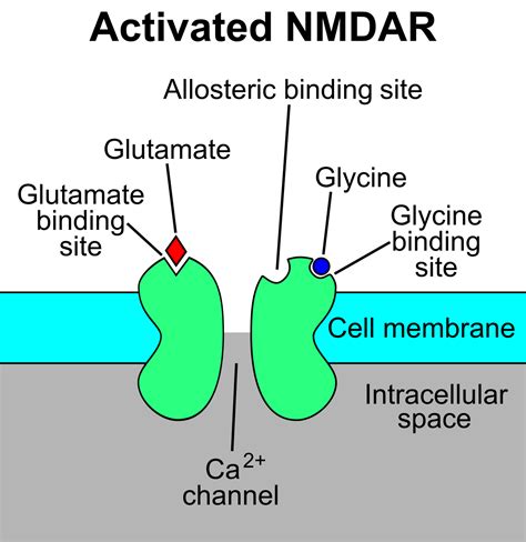 Nmda Receptor Wikipedia