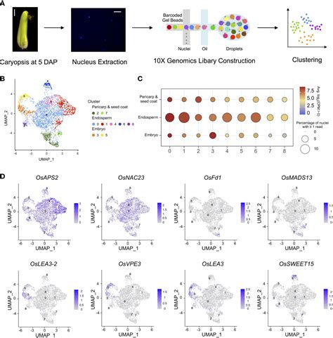 Frontiers Gene Expression Variations And Allele Specific Expression