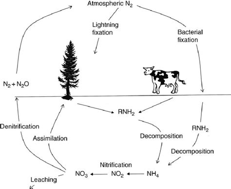Schematic Illustration Of The Natural Nitrogen Cycle Download