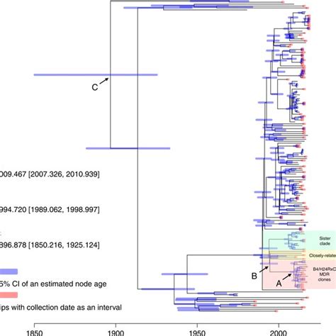 The Dated Phylogenomic Tree Of St410 E Coli Strains The Tree Was
