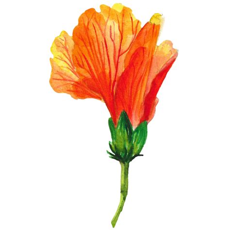 Watercolor Hibiscus Flower Hand Drawn Floral Element Red Blossom