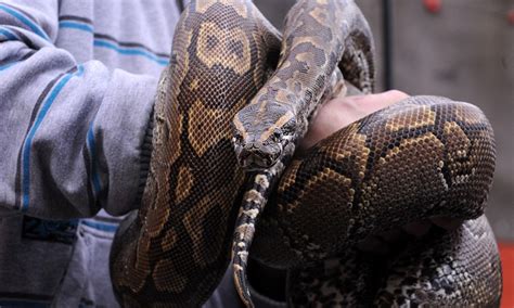 man wakes up with hangover and 10ft python about to attack after