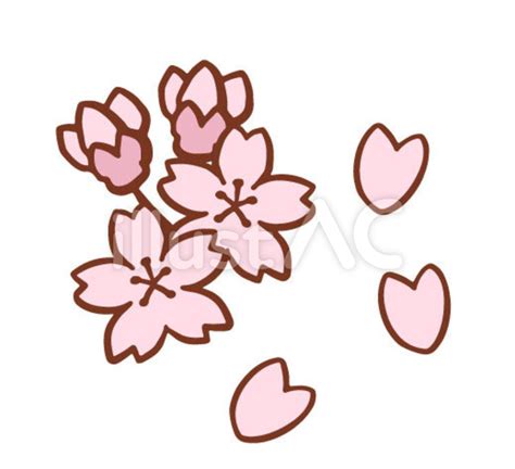 桜の花と花びらイラスト No 22575321｜無料イラスト・フリー素材なら「イラストac」