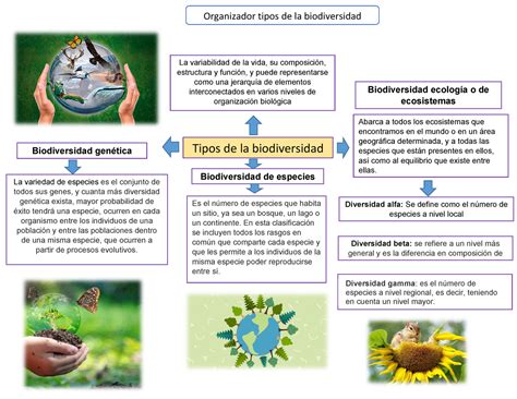Tipos De Biodiversidad Tipos De La Biodiversidad La Variabilidad De