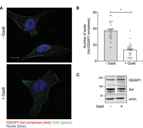 Effect Of Gas6 On The Interaction Between Iqgap1 And Axl A