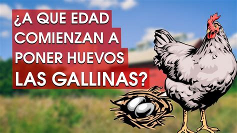¿a Que Edad Comienzan A Poner Huevos Las Gallinas 🐔 Youtube