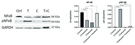 Western Blot Analysis Of Nf Kb And Pnf Kb Protein Expression Of Nf Kb