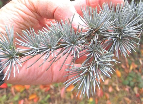 Cedars Tree Guide Uk Cedar Tree Identification