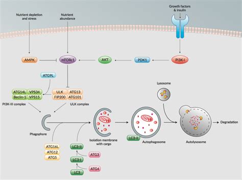 Autophagy And Innate Immunity Review Invivogen
