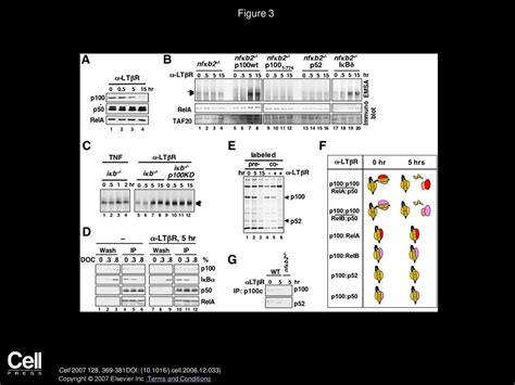 A Fourth Iκb Protein Within The Nf κb Signaling Module Ppt Download