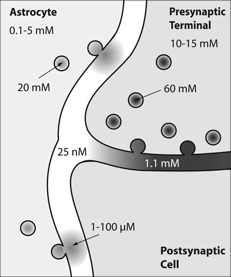 Glutamate Concentration In Different Cellular And Extracellular