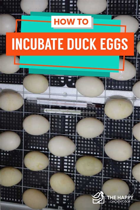 Incubating Duck Eggs Instructions Hot Sex Picture