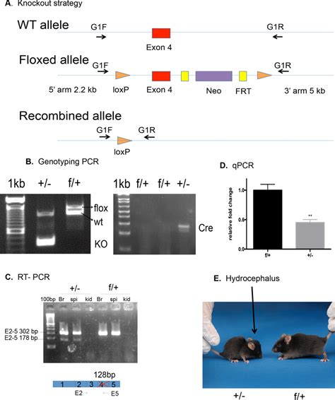 Conditional Knockout And Genotyping Strategies A Schematic Version