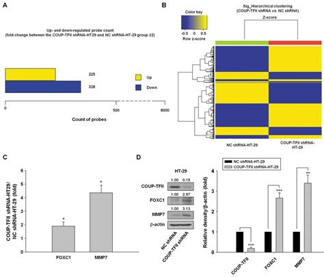 Coup Tfii Knock Down Promotes Proliferation And Invasion In Colorectal