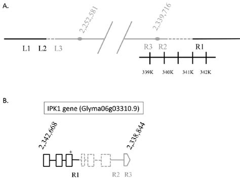 Schematic Representation For The Deletion Region And Ipk1 Gene On Fn38