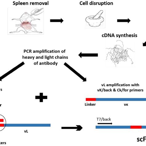 A Schematic Review Of Scfv Library Construction For Ribosome Display