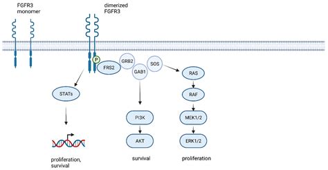 Ijms Free Full Text Fgfr3 Taccs3 Fusions And Their Clinical