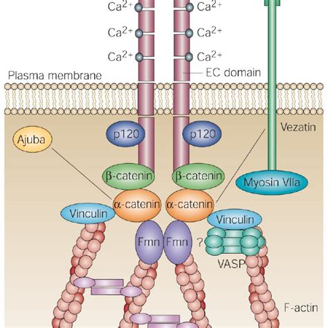 Intercellular Junctions In Skin Download Scientific Diagram
